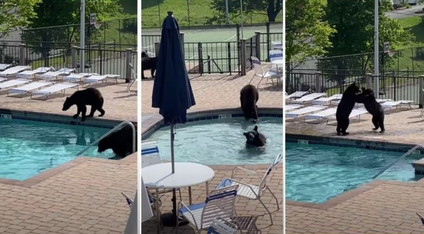 Bears Crash Pool Party - WhyThePodcast